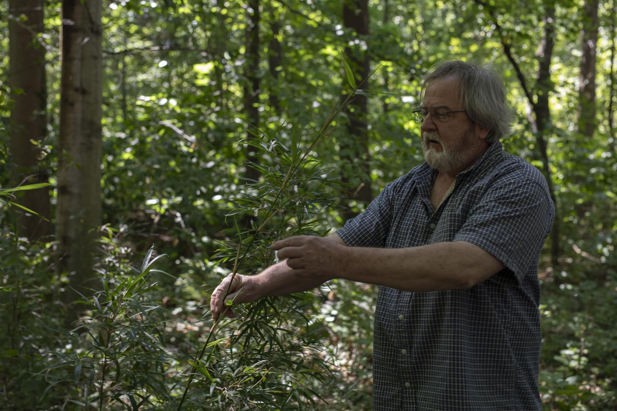 SIU research project studies remnants of Giant Cane Bamboo’s impact on ...